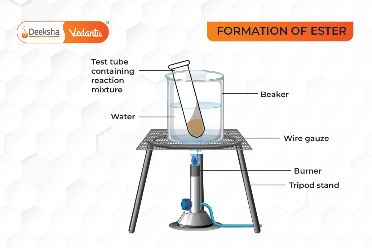 Ethanol and Ethanoic Acid - Important Carbon Compounds | Class 10 Chemistry