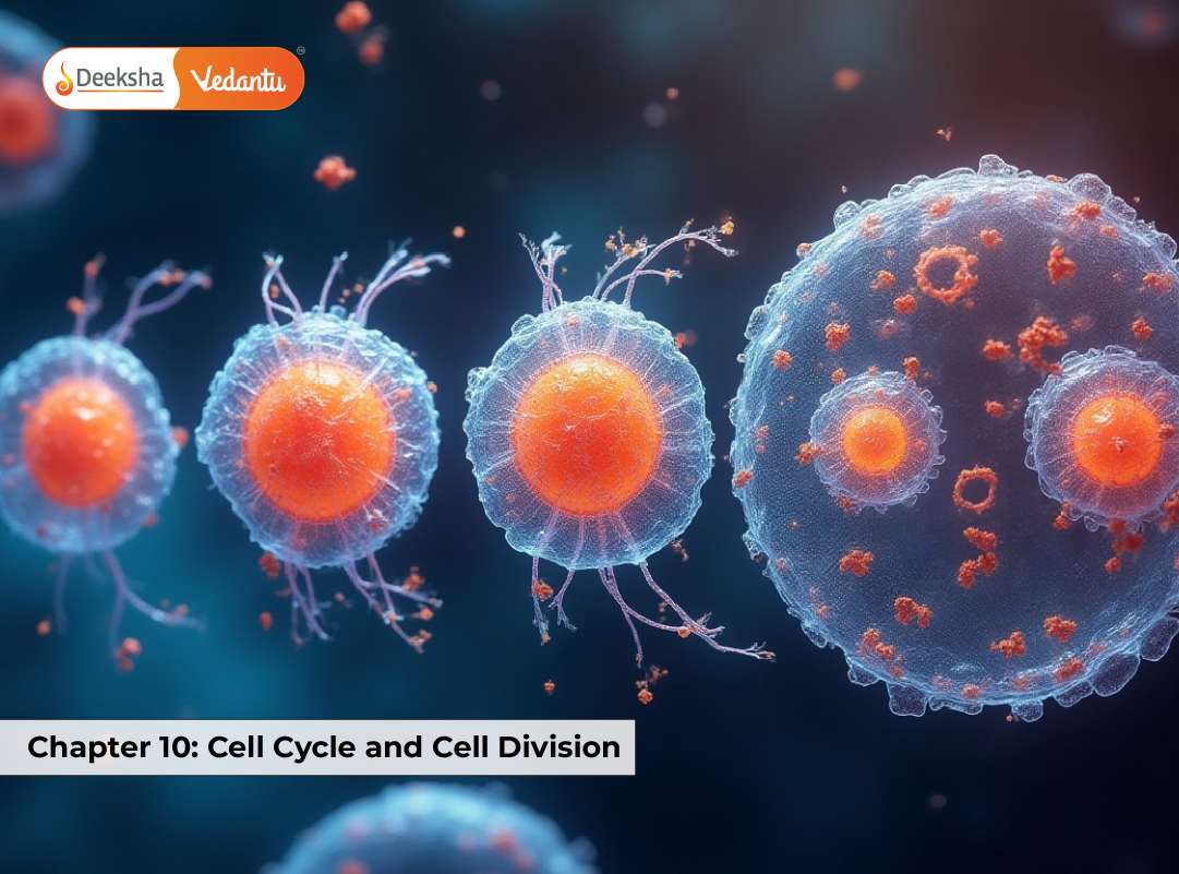 Cell Cycle and Cell Division Class 11 – NEET Biology Chapter 10 ...